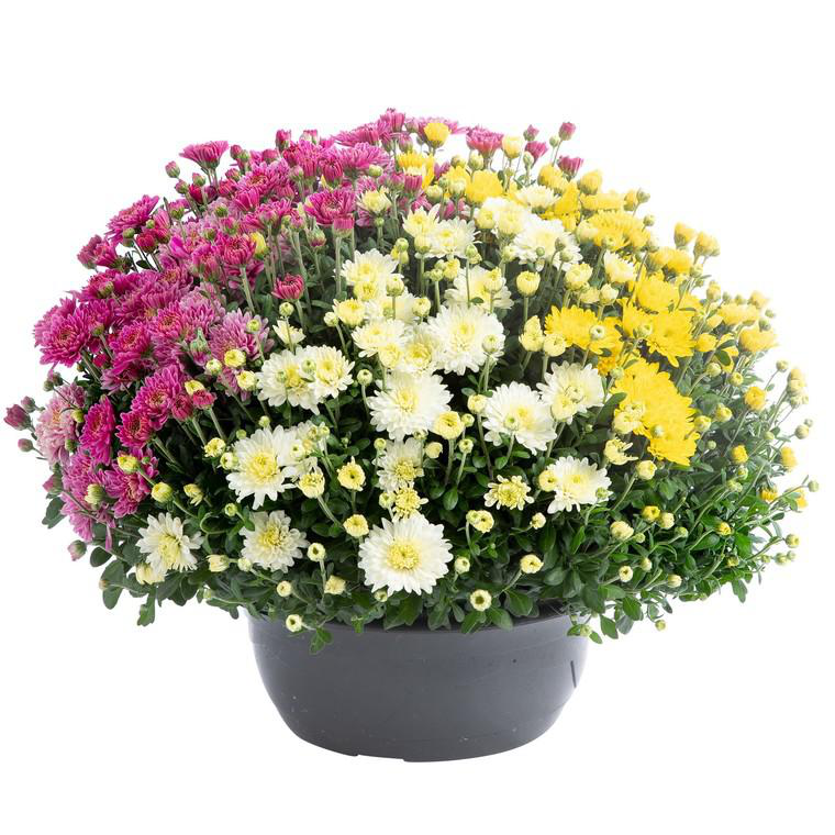 Marguerite d’automne ou chrysanthème Arlequin - La coupe de Ø 32 cm