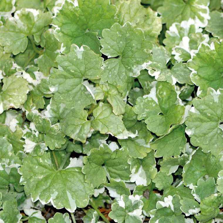 Lierre terrestre ou Glechoma Variegata - La barquette de 6 plants