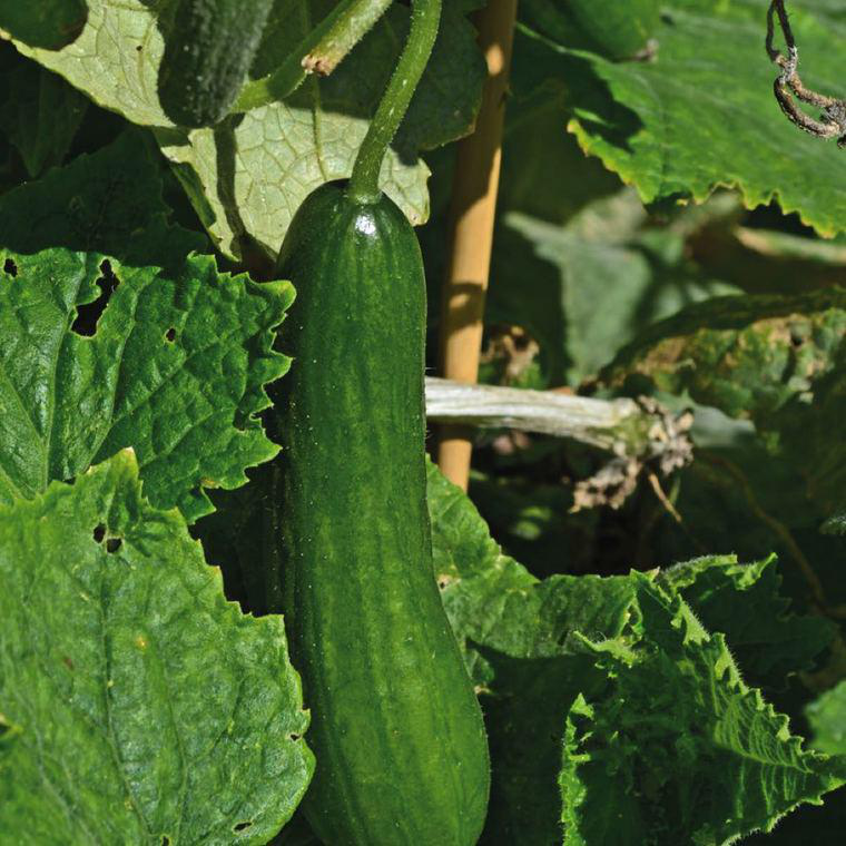 Mini Concombre Apero Crockdelis Special Balcon Bio. Le pot de 2,5 litres