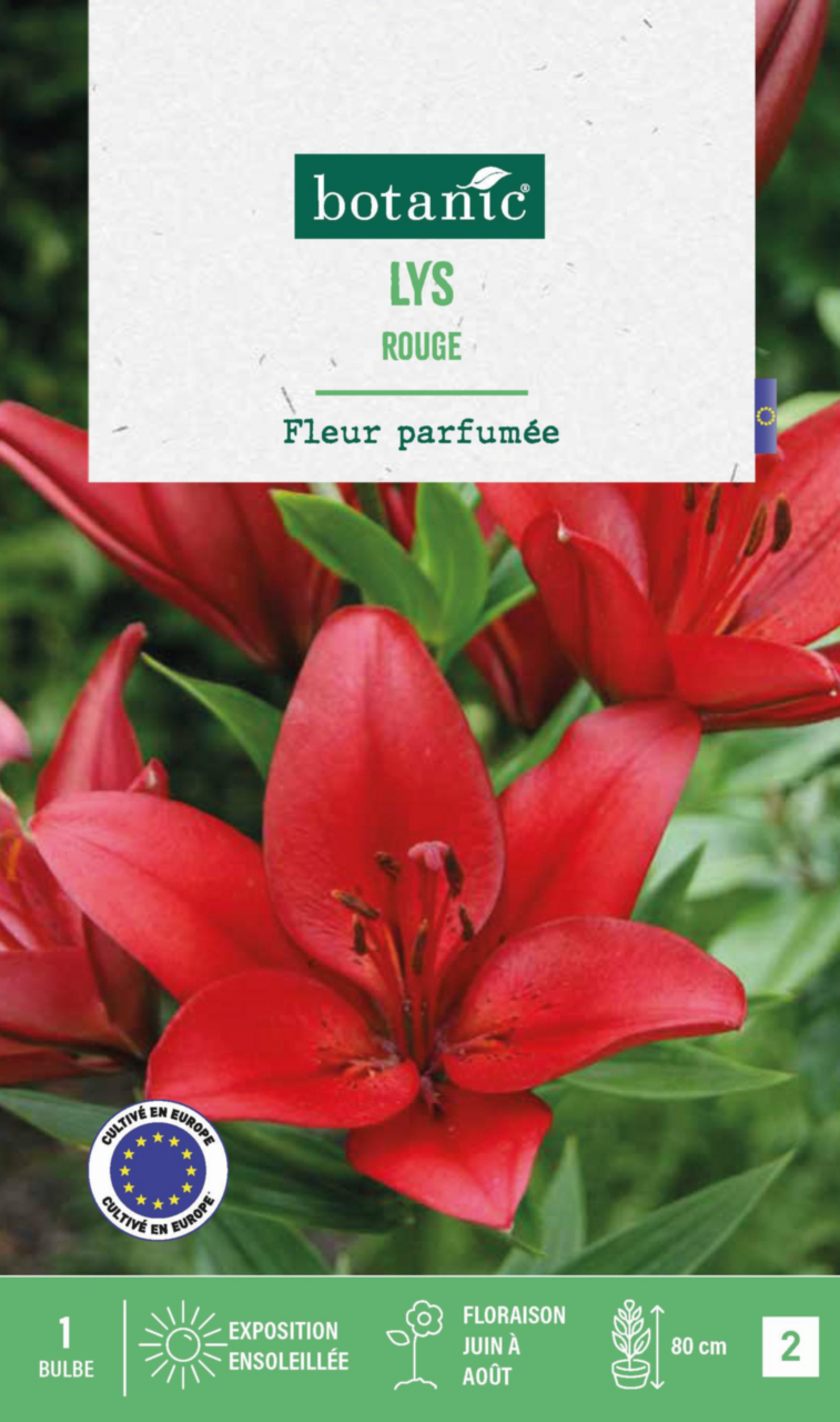 Lys coloris rouge botanic® - 1 bulbe