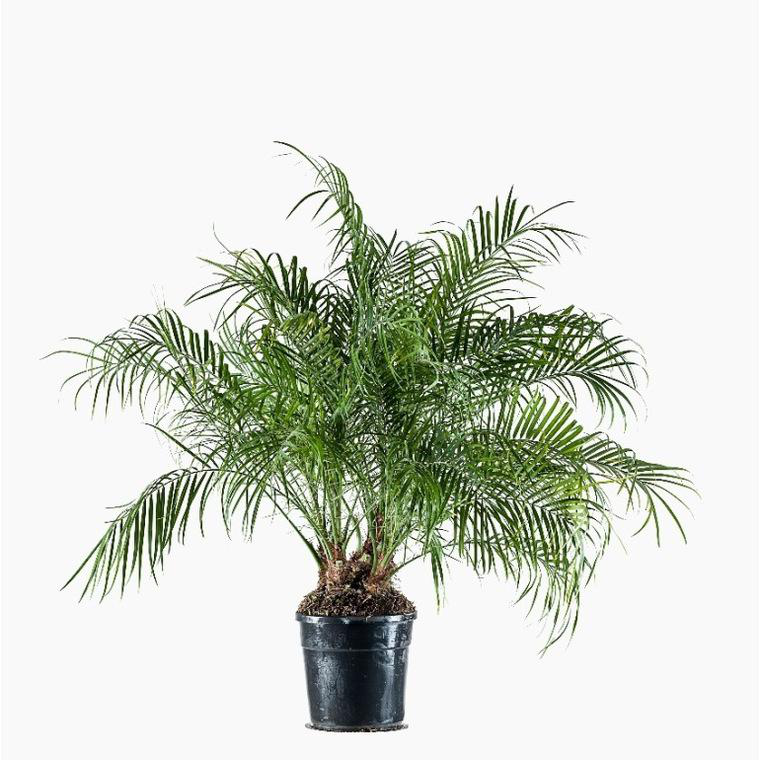 Phoenix Roebelinii (dattier nain du Mékong) en pot de 3 L vert | botanic®