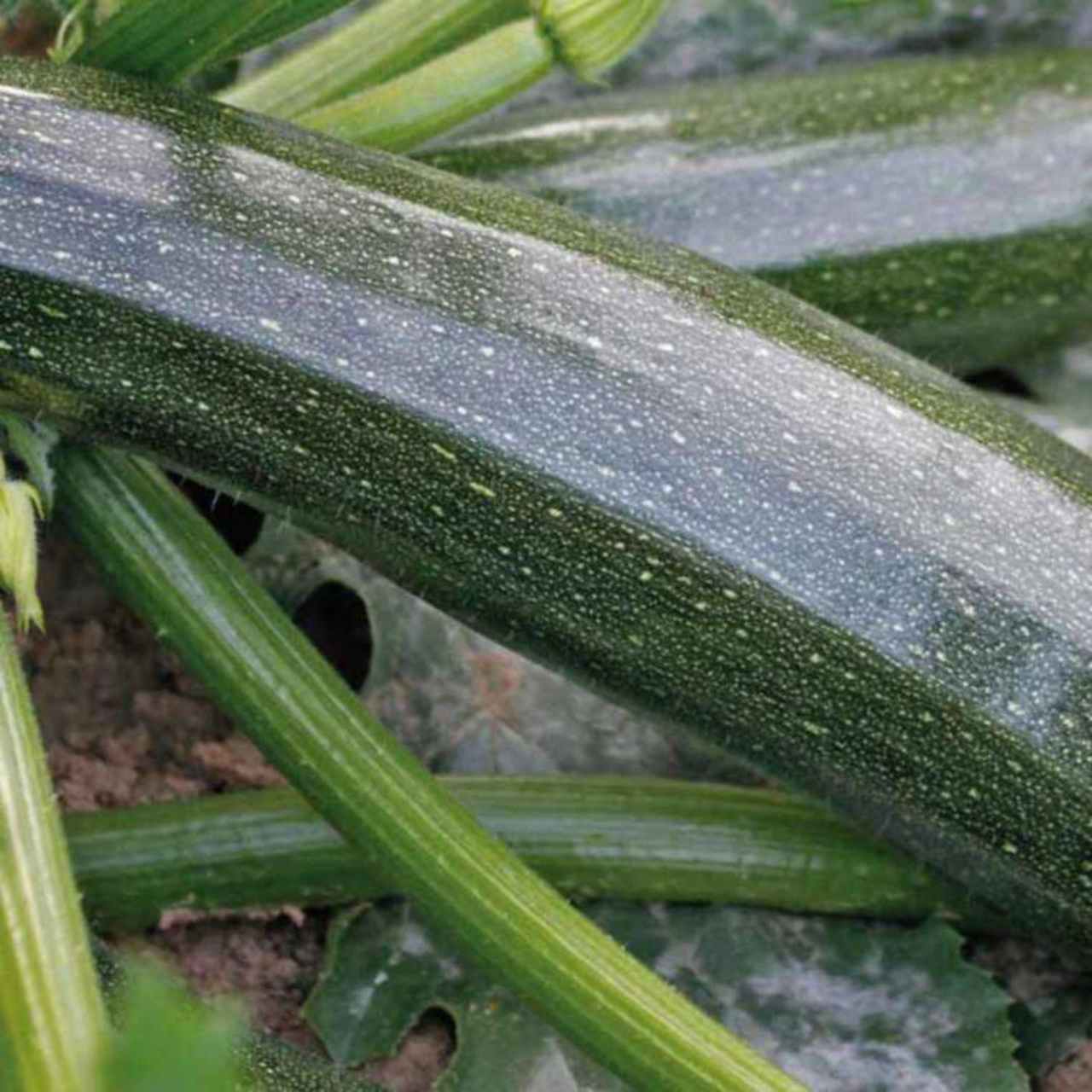 Courgette Verte Zodiac Bio. La motte de 7x7 cm | botanic®