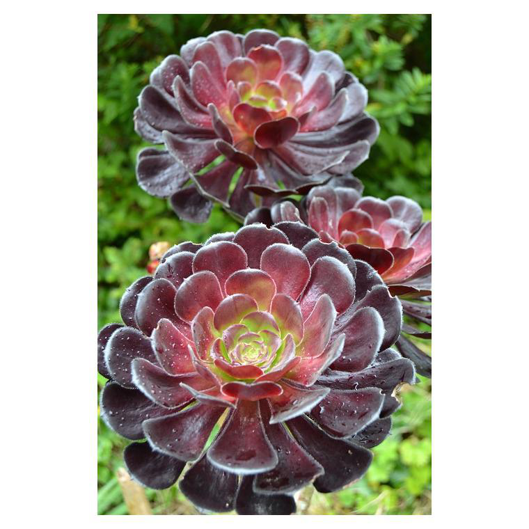 Aeonium. Le pot de 3 litres