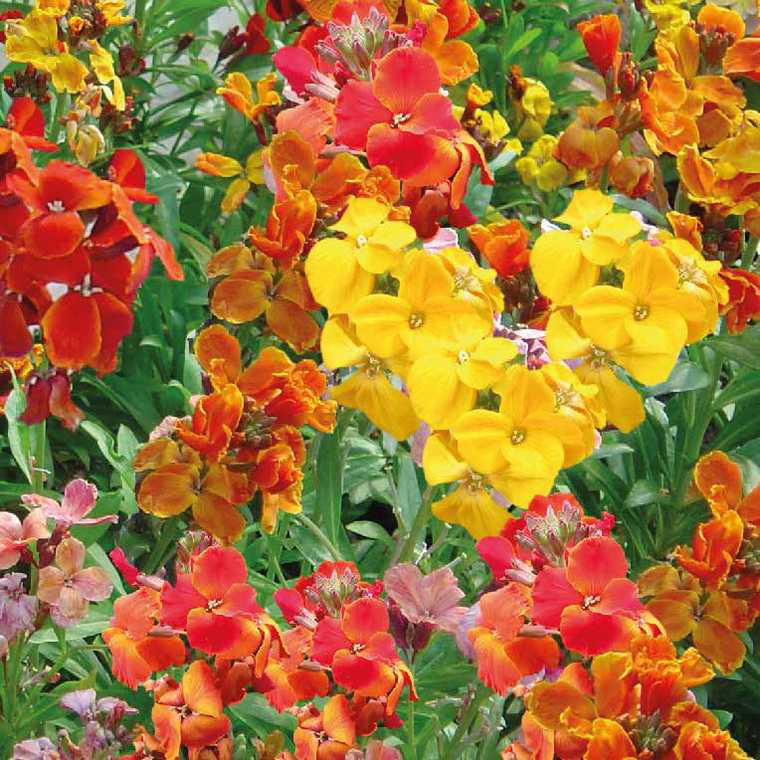 Giroflée ravenelle - Le pot de 9 x 9 cm