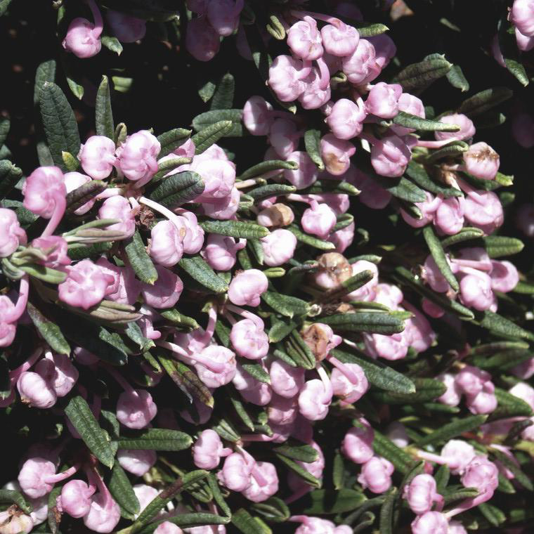 Andromeda Blue Lagoon rose en pot | botanic®