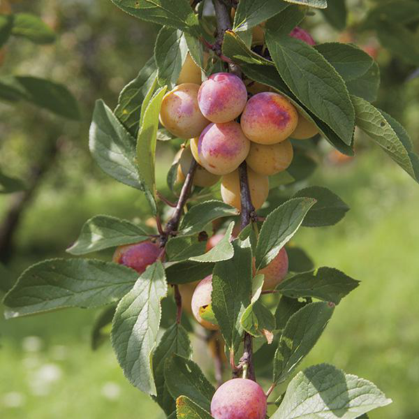 Prunier Mirabelle De Nancy. Le pot de 7,5 litres | botanic®