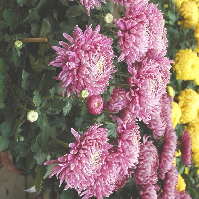 Chrysanthème à grandes fleurs doubles multicolores. Le pot Ø 19 cm ...