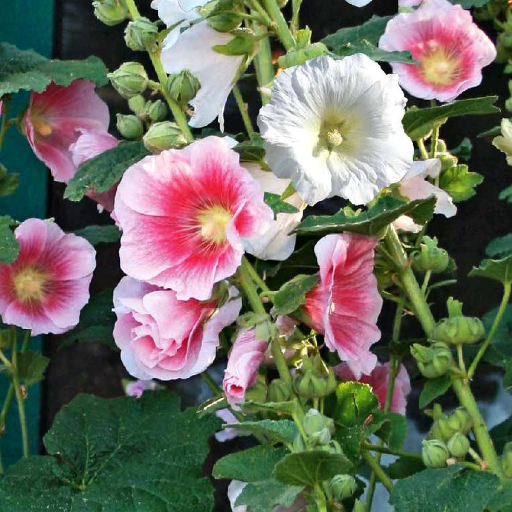 Alcea Rosea Spring Celebrities Mixtes. Le pot de 1 litre