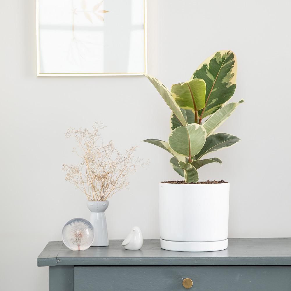 Ficus elastica Tineke vert en pot blanc émaillé botanic®. Le pot Ø 18 ...