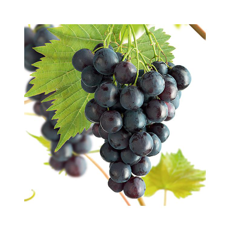 Vigne Muscat Bleu Bio. Le pot de 2 litres | botanic®