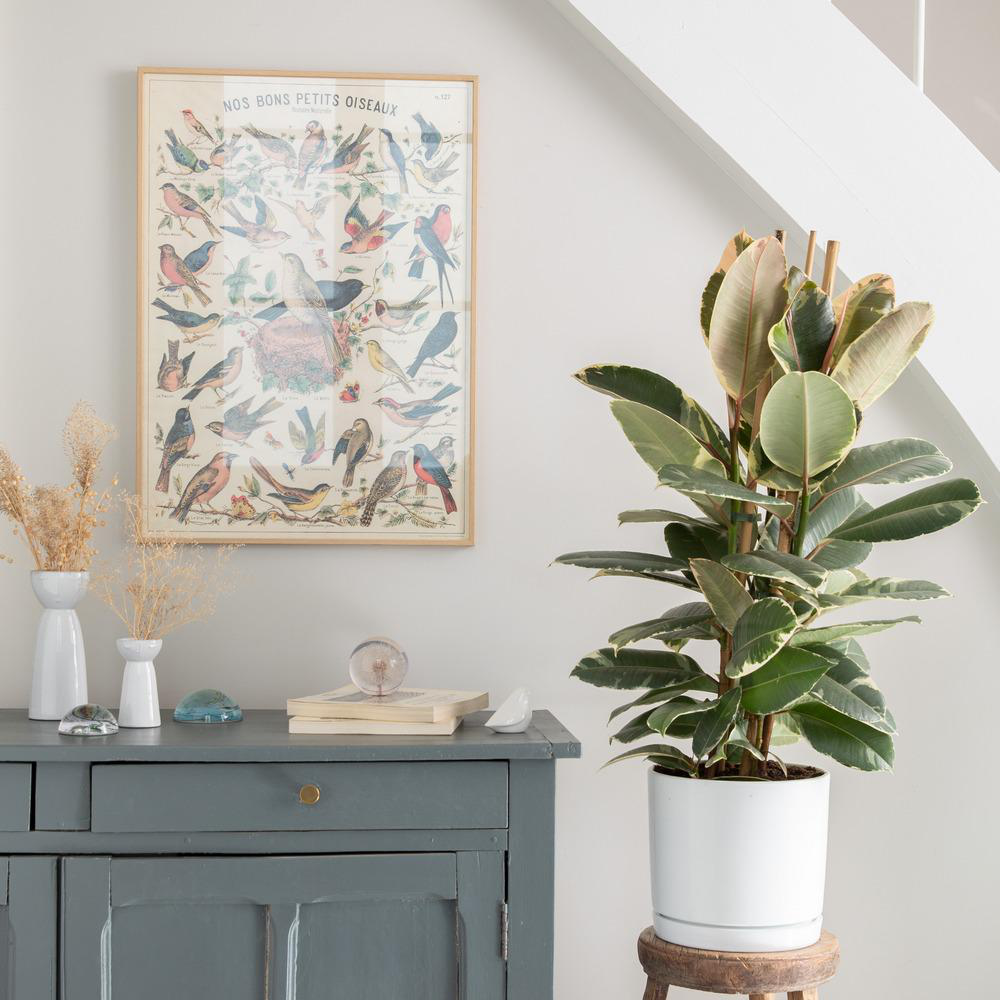 Ficus elastica Tineke vert 3 pieds en pot blanc émaillé botanic®. Le ...