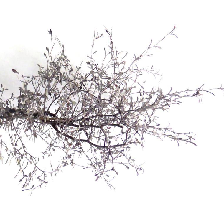 Corokia ou Corokie gris - Le pot de 0,5 litre