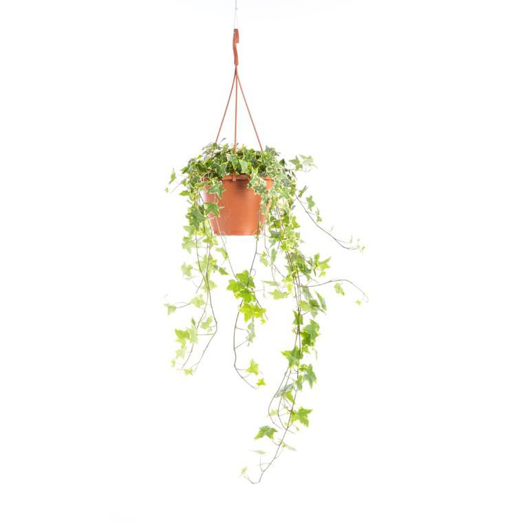Hedera Gold Child Panaché suspension Ø19xH55 cm | botanic®