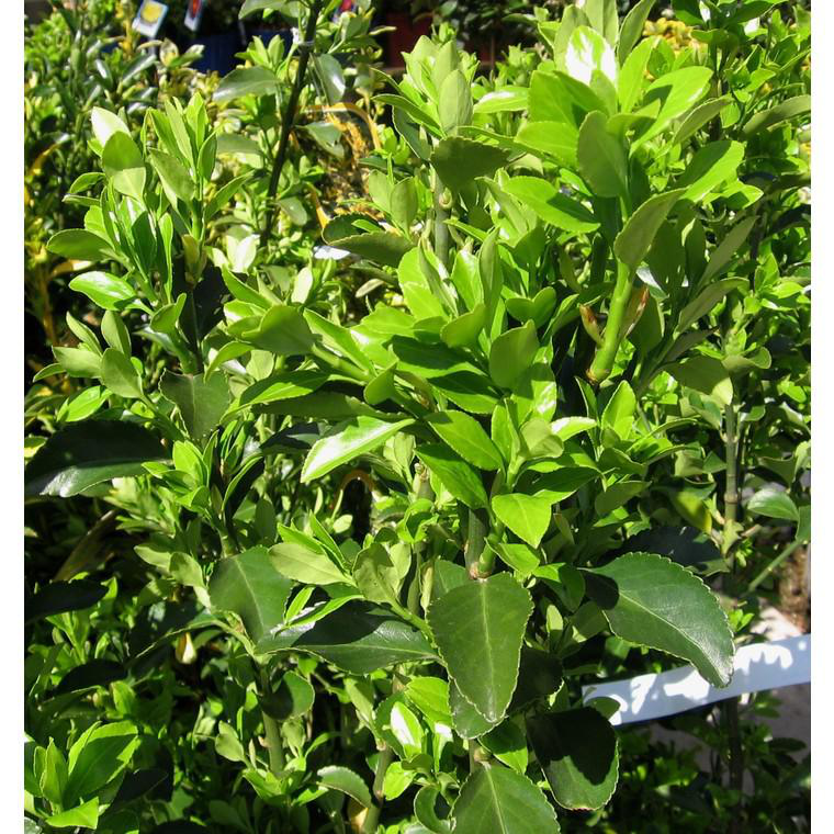 Euonymus Japonicus ou Fusain du Japon vert 40/60 cm en pot de 10 L ...