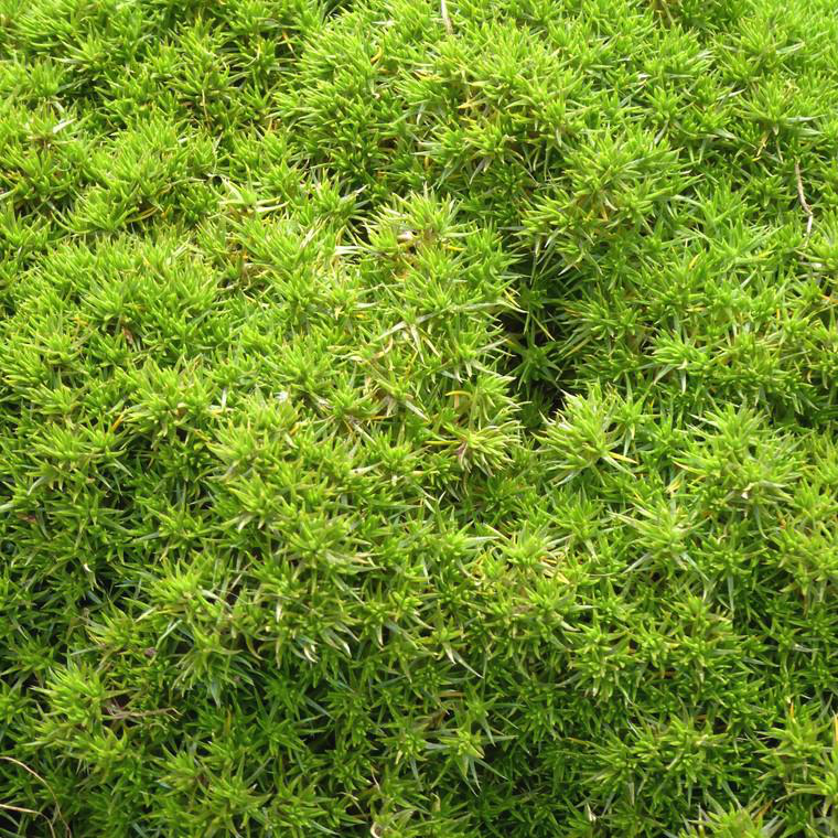 Scleranthus mousse vert. Le pot de 1 litre | botanic®