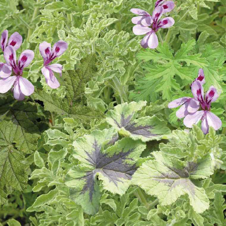 Géranium odorant varié - Le pot de 12 x 12 cm