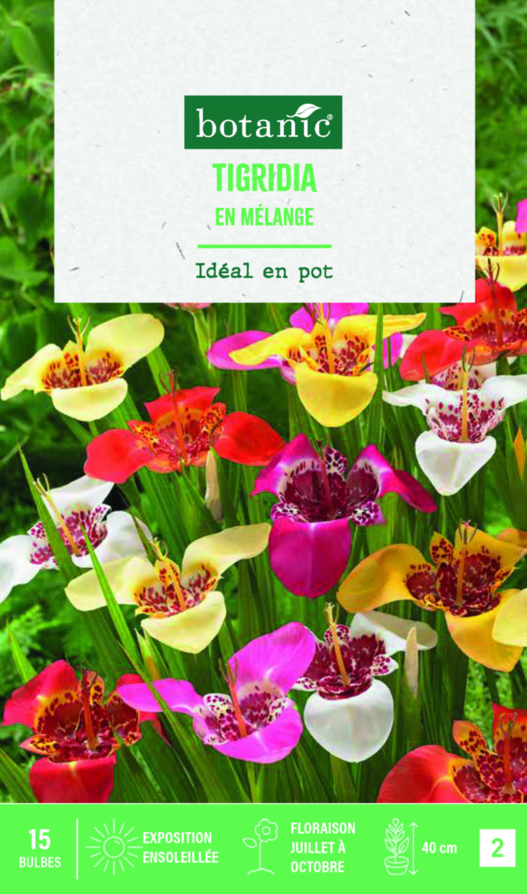 Bulbes de fleurs Tigridia en mélange botanic® – 15 bulbes