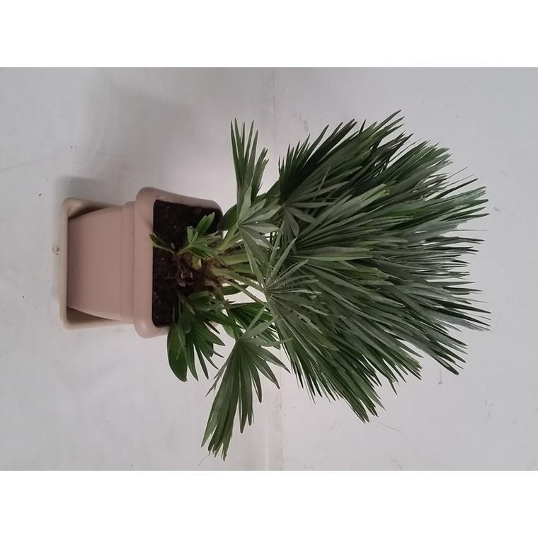 Chamaerops Compacta (Palmier nain) compact en pot carré de 15 L vert