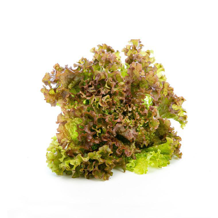 Salade batavia rouge bio de France - prix à la pièce | botanic®