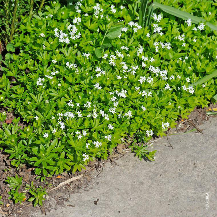 Asperule Odorante Bio. Le pot de 1 litre | botanic®