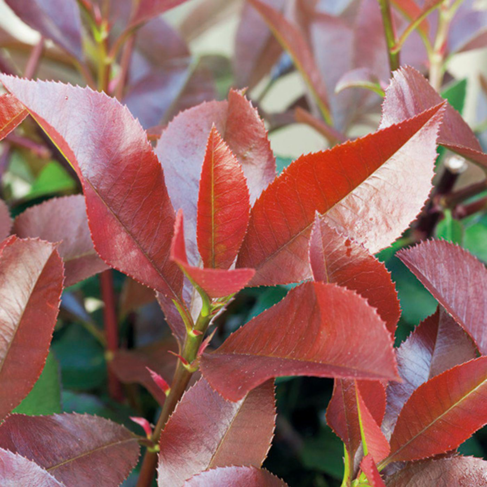 Photinia (PHOTINIA FRASERI RED SELECT)