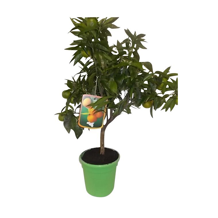 Clementinier. Le pot de 5 litres