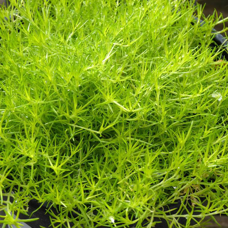 Sagina Subulata Lime Moss - Le pot de 4 litres | botanic®