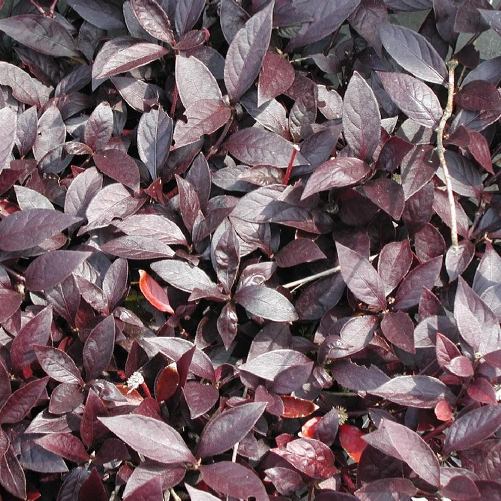 Alternanthera Dentata 'Purple Knight'. Le pot de 1 litre | botanic®