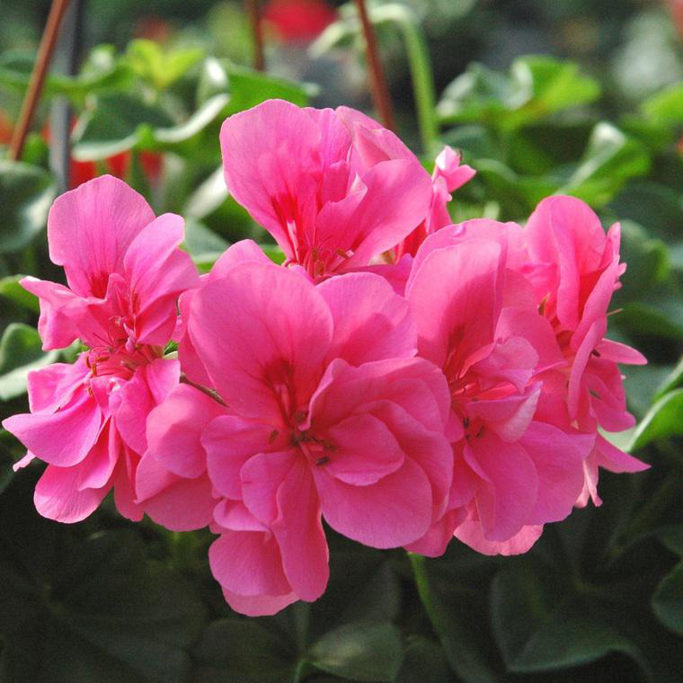 Géranium Lierre double à fleurs multicolores - Le pot Ø 13 cm | botanic®