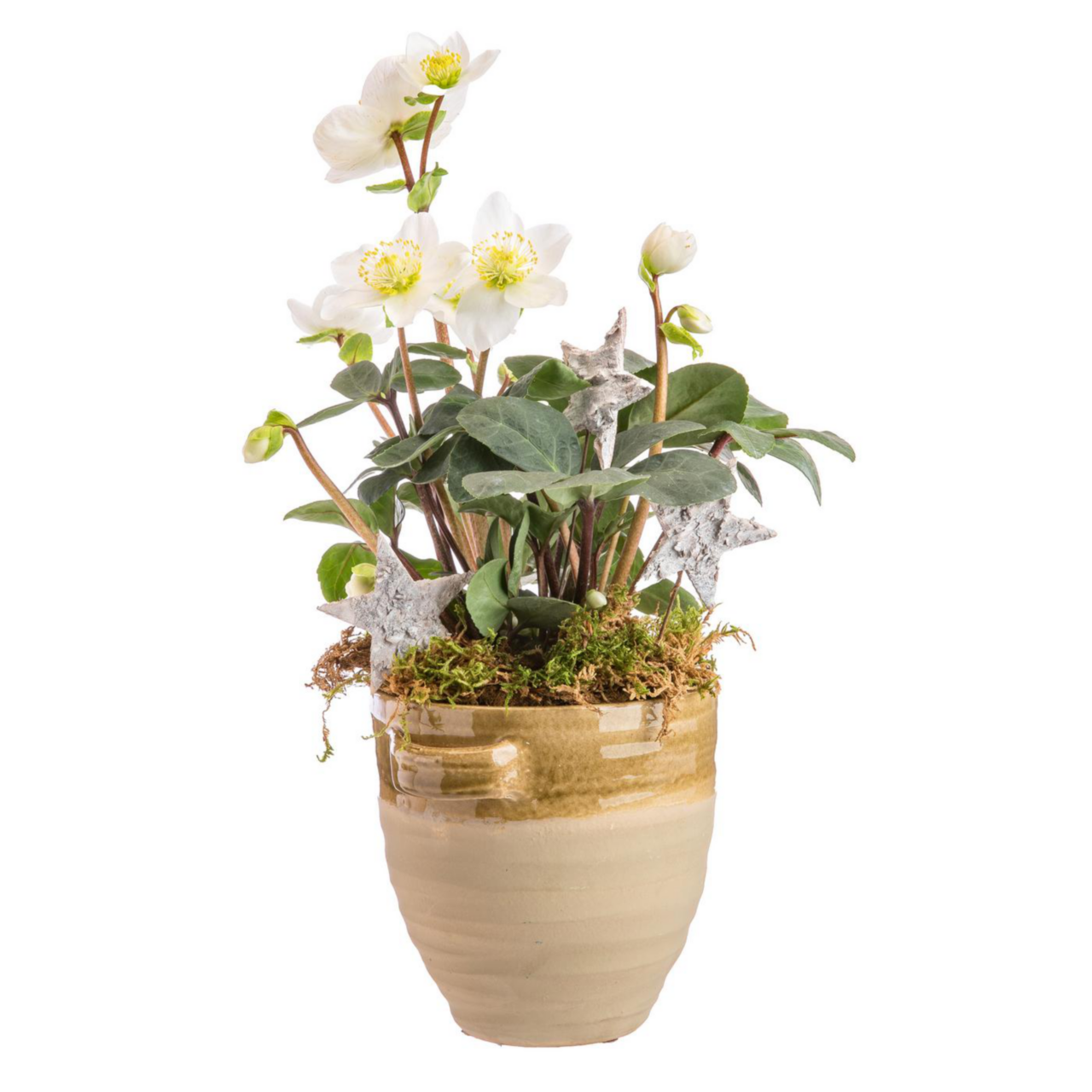Hellébore en pot antique terre cuite | botanic®