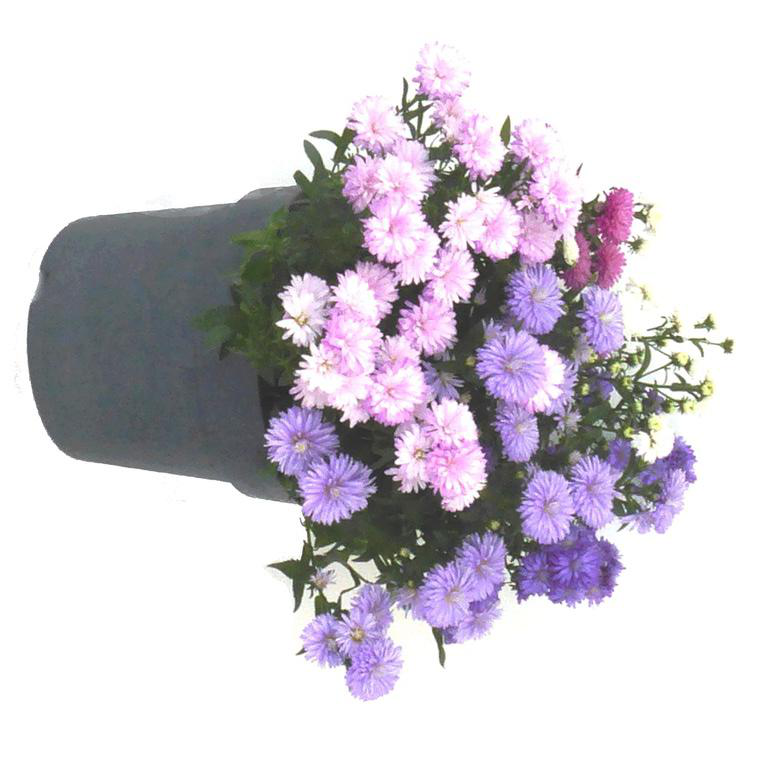 Aster à fleurs multicolores - Le pot de 3 litres | botanic®