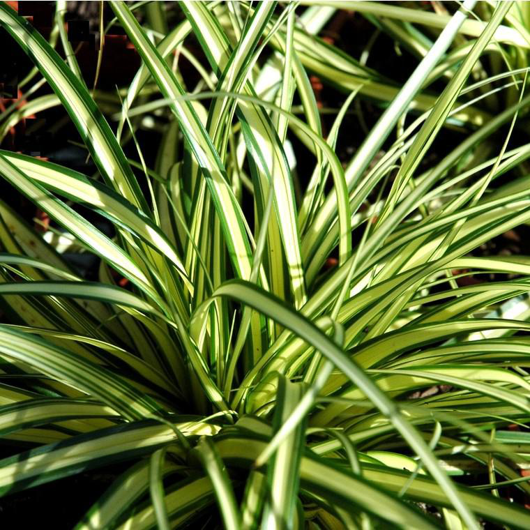 Carex ou Laîche à feuillage multicolore. Le pot de 2 litres | botanic®