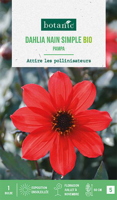 Bulbe de fleurs Dahlia nain simple Pampa bio botanic® - 1 bulbe