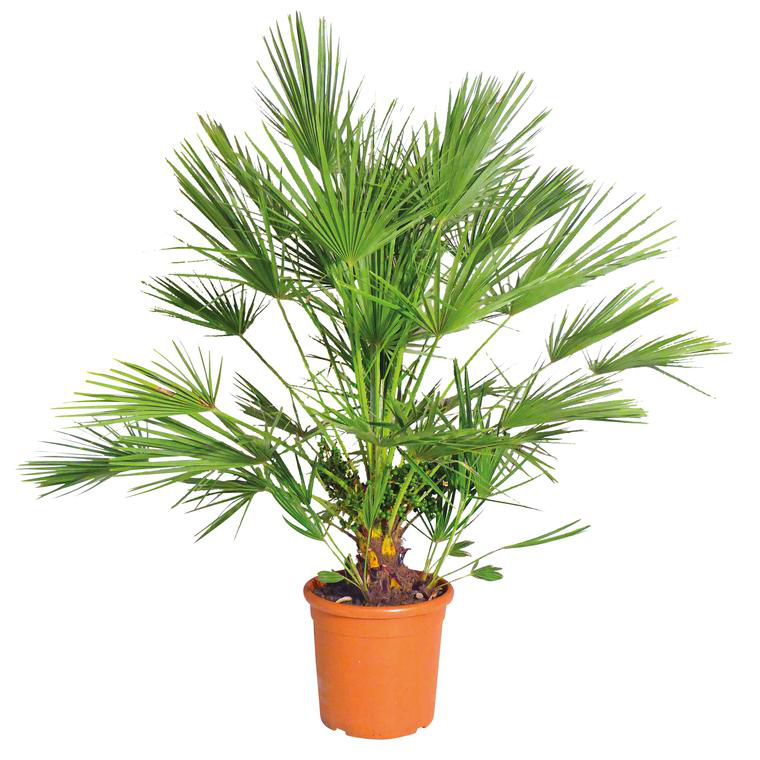 Palmier nain | botanic®