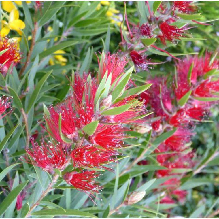 Callistemon Captain Cook (Rince-bouteilles) en pot de 10 L rouge | botanic®
