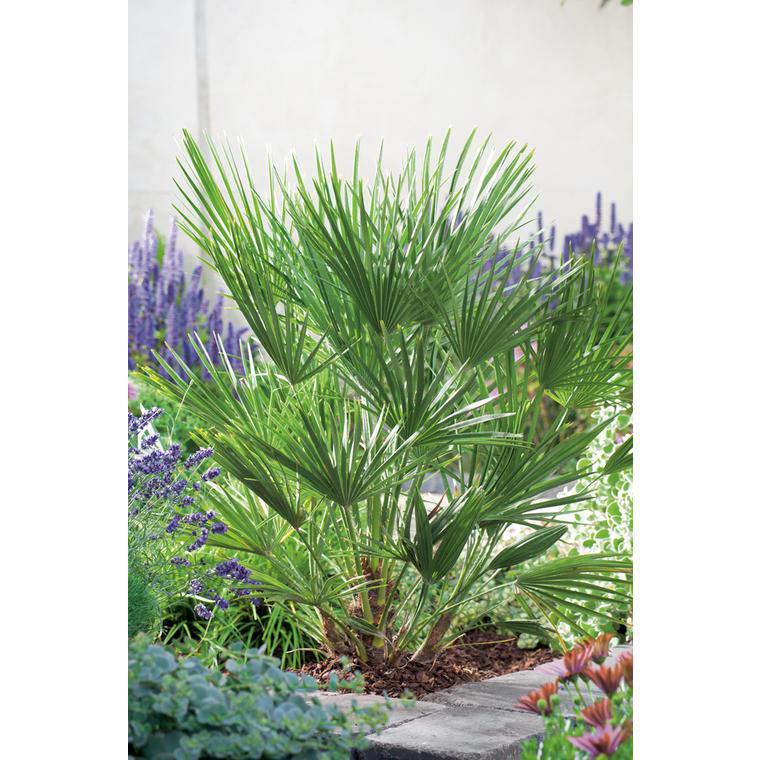 Palmier ou Chamaerops Humilis. Le pot de 7 litres