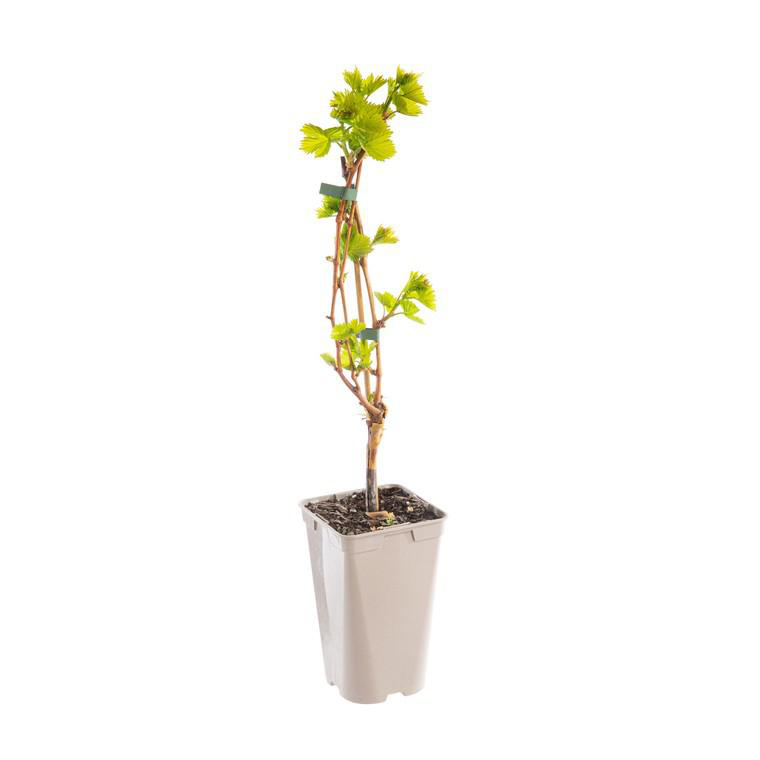 Vigne Muscat De Hambourg. Le pot de 2 litres | botanic®