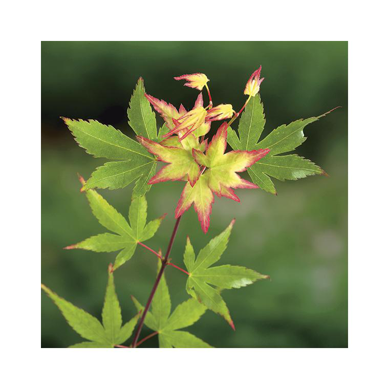 Erable du Japon (ACER PALMATUM LITTLE PRINCESS ) Le pot de 10 litres