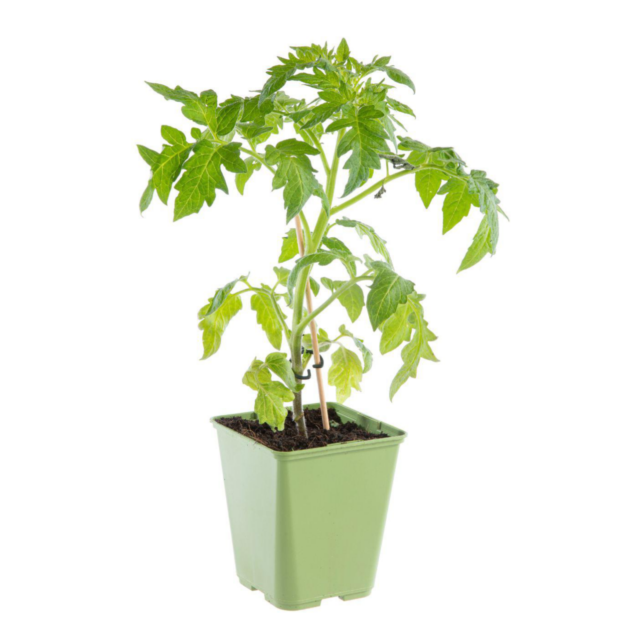 Plant Greffé De Tomate Coeur Cuor Die Bue Bio. Le pot de 9x9 cm | botanic®
