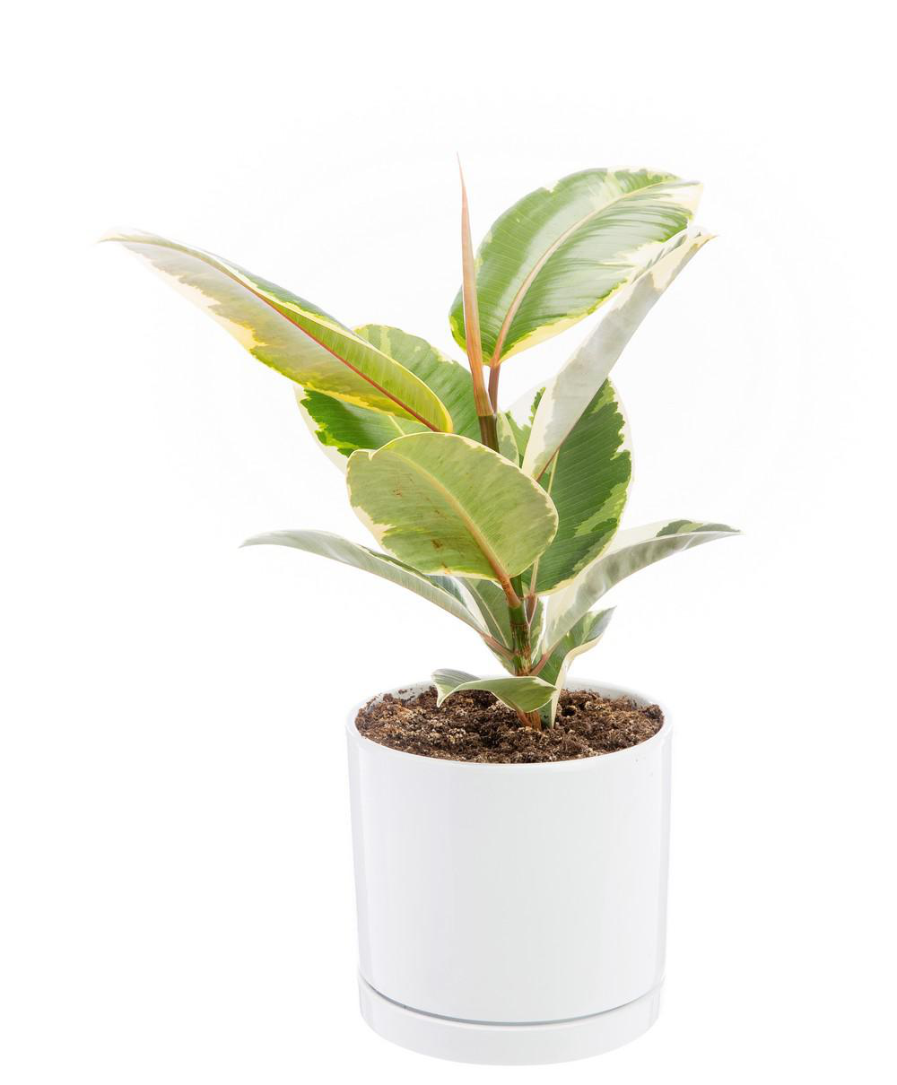 Ficus elastica Tineke vert en pot blanc émaillé botanic®. Le pot Ø 18 ...