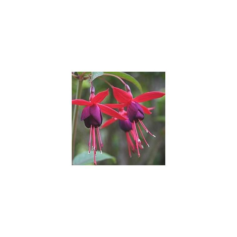 Fuchsia Lady Boothby 90/120 espalier. Le pot de 10 litres