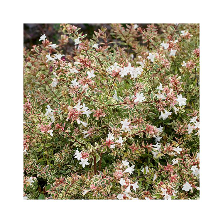 Abelia Grandiflora Confetti pot 3 L | botanic®