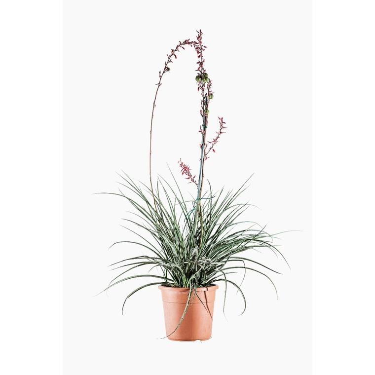 Hesperaloe Parvifolia (Yucca rouge) en pot de 15 L vert