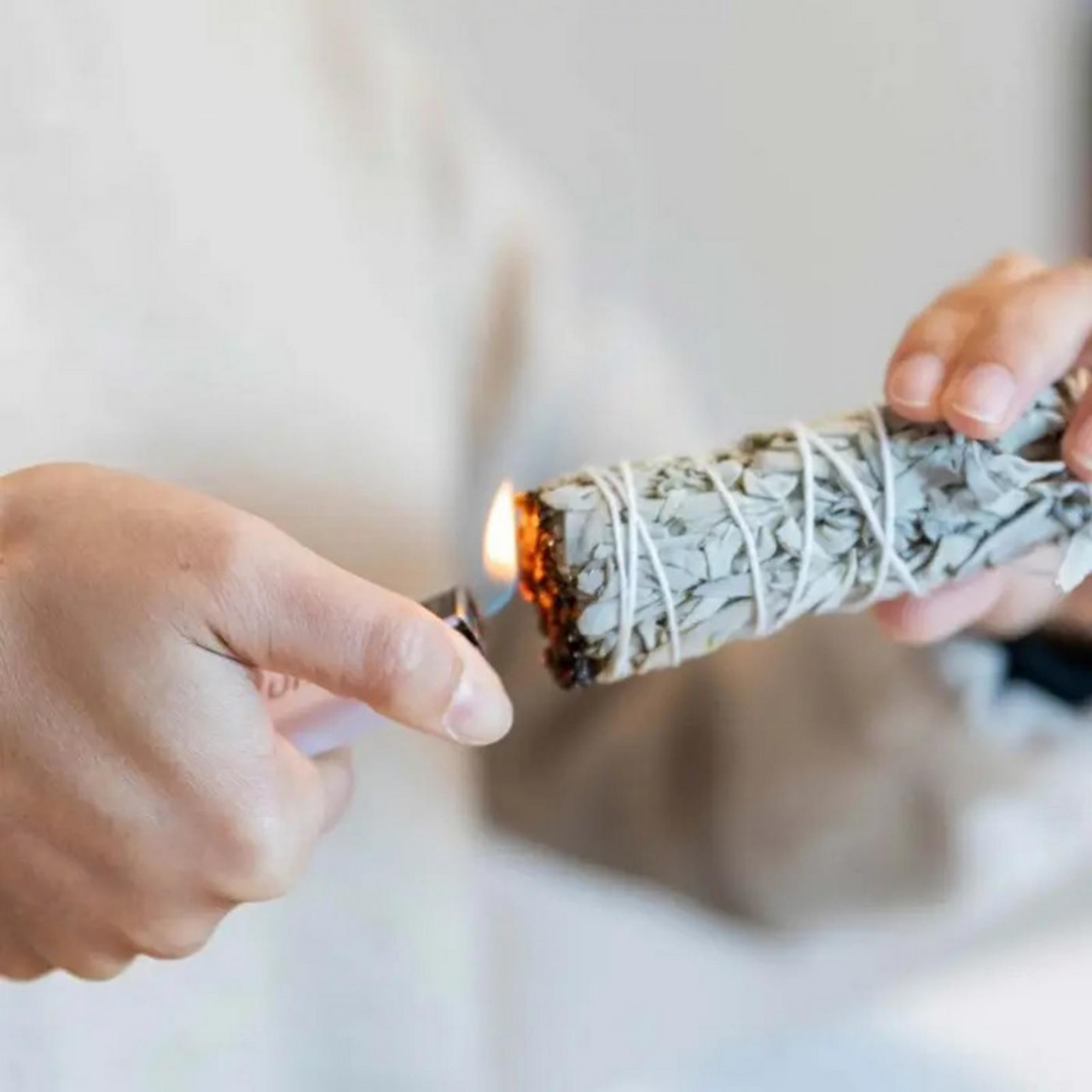 Sauge blanche à brûler | botanic®