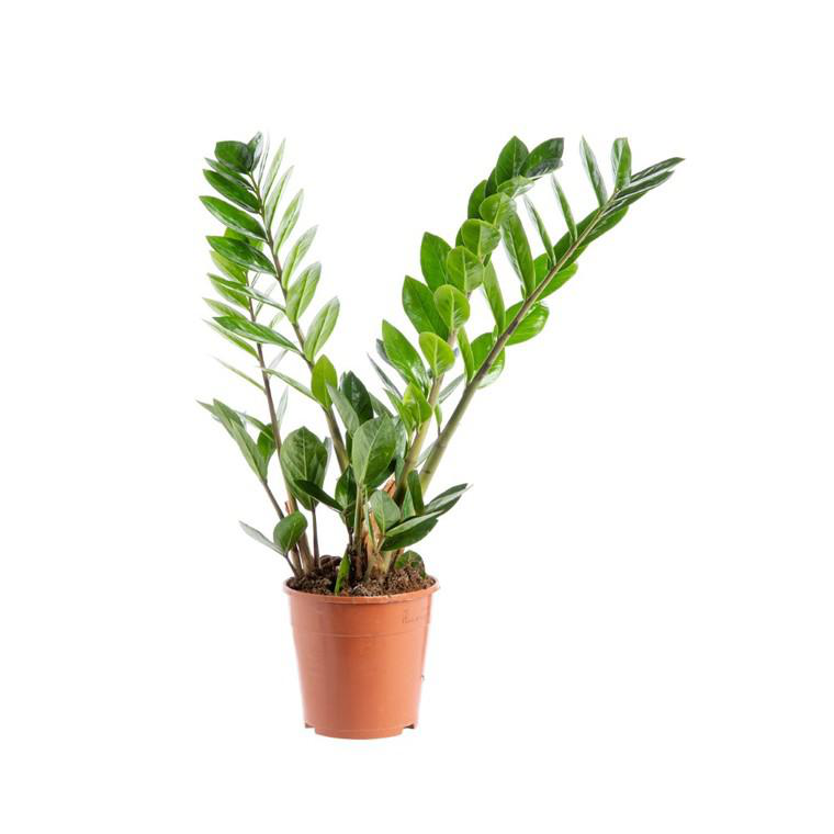 Zamioculcas 5/6 branches pot Ø17xH85 cm