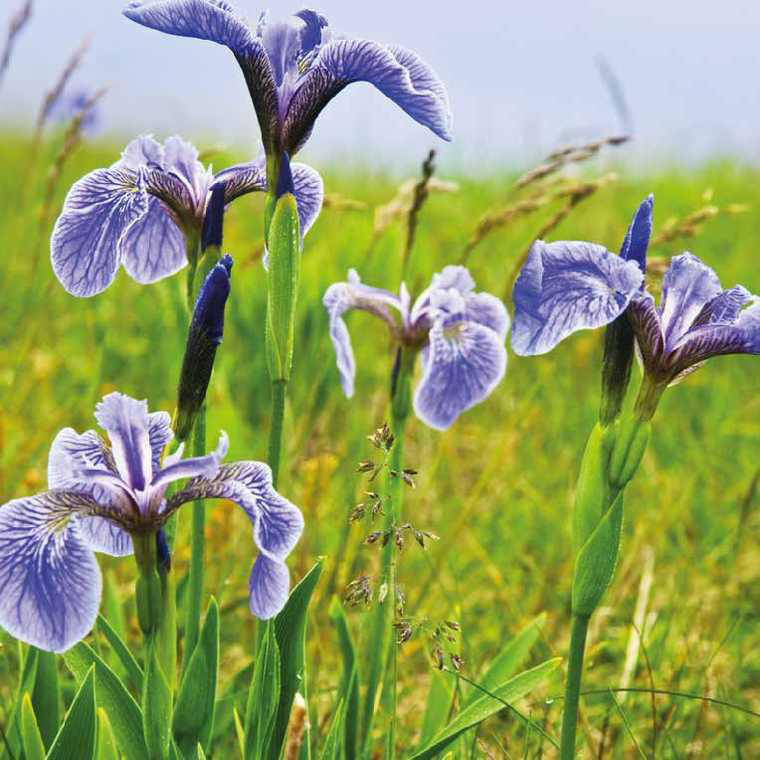 Iris de l’Alaska godet 9x9 cm