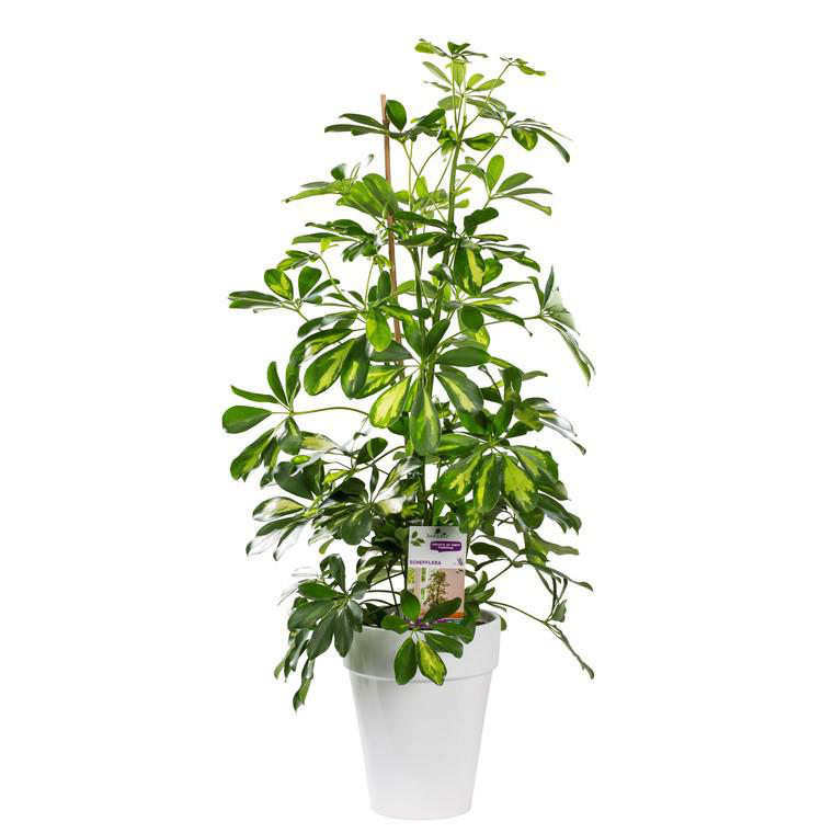 Schefflera gold capella. Le pot de 21 cm