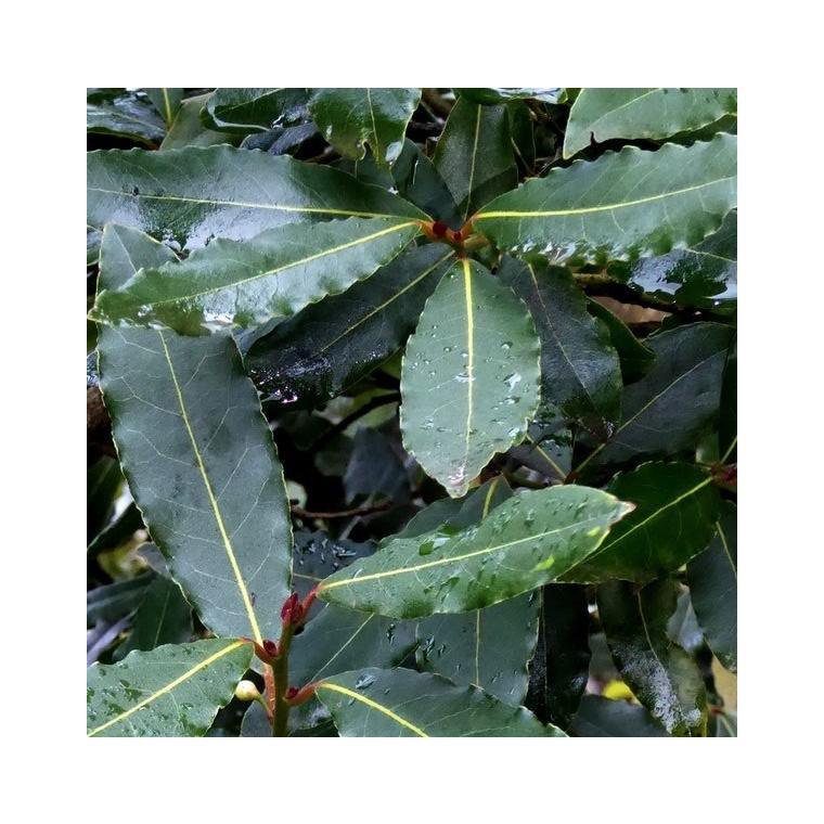 Laurier sauce (Laurus Nobilis) 1/4 tige. Le pot de 9 litres | botanic®