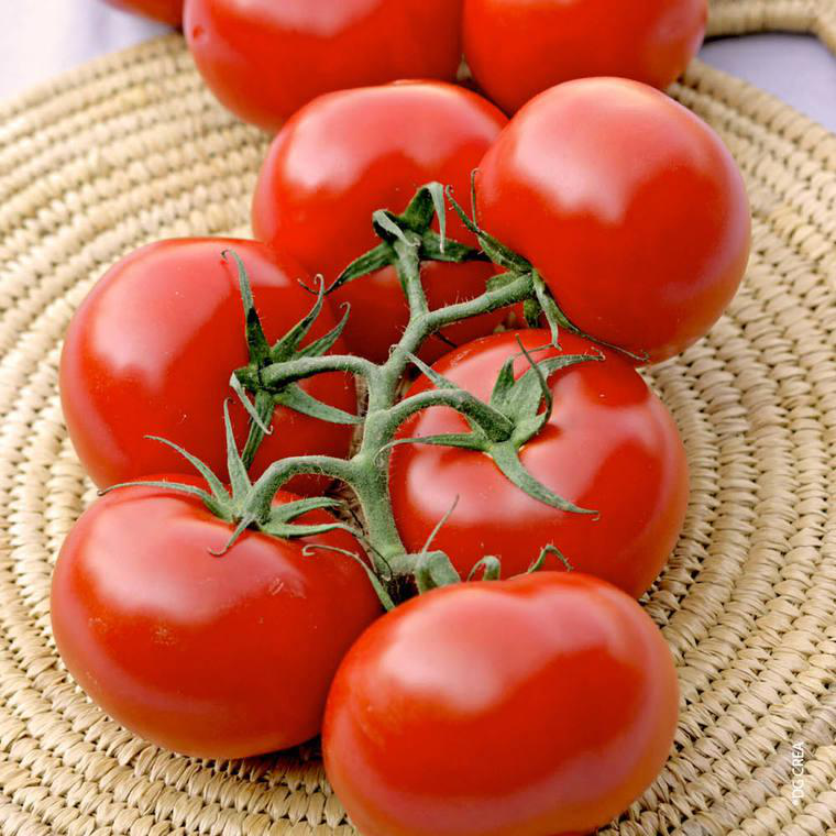 Tomate ronde variété Cobra bio. La barquette de 3 plants