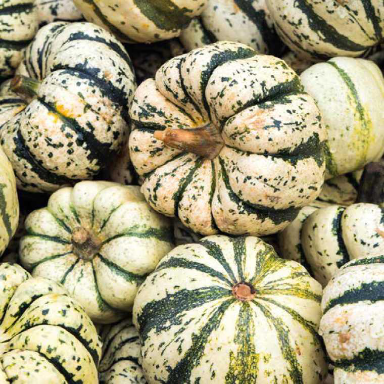 Courge Patidou Sweet Dumpling Bio - Le pot compostable de 10.5 cm